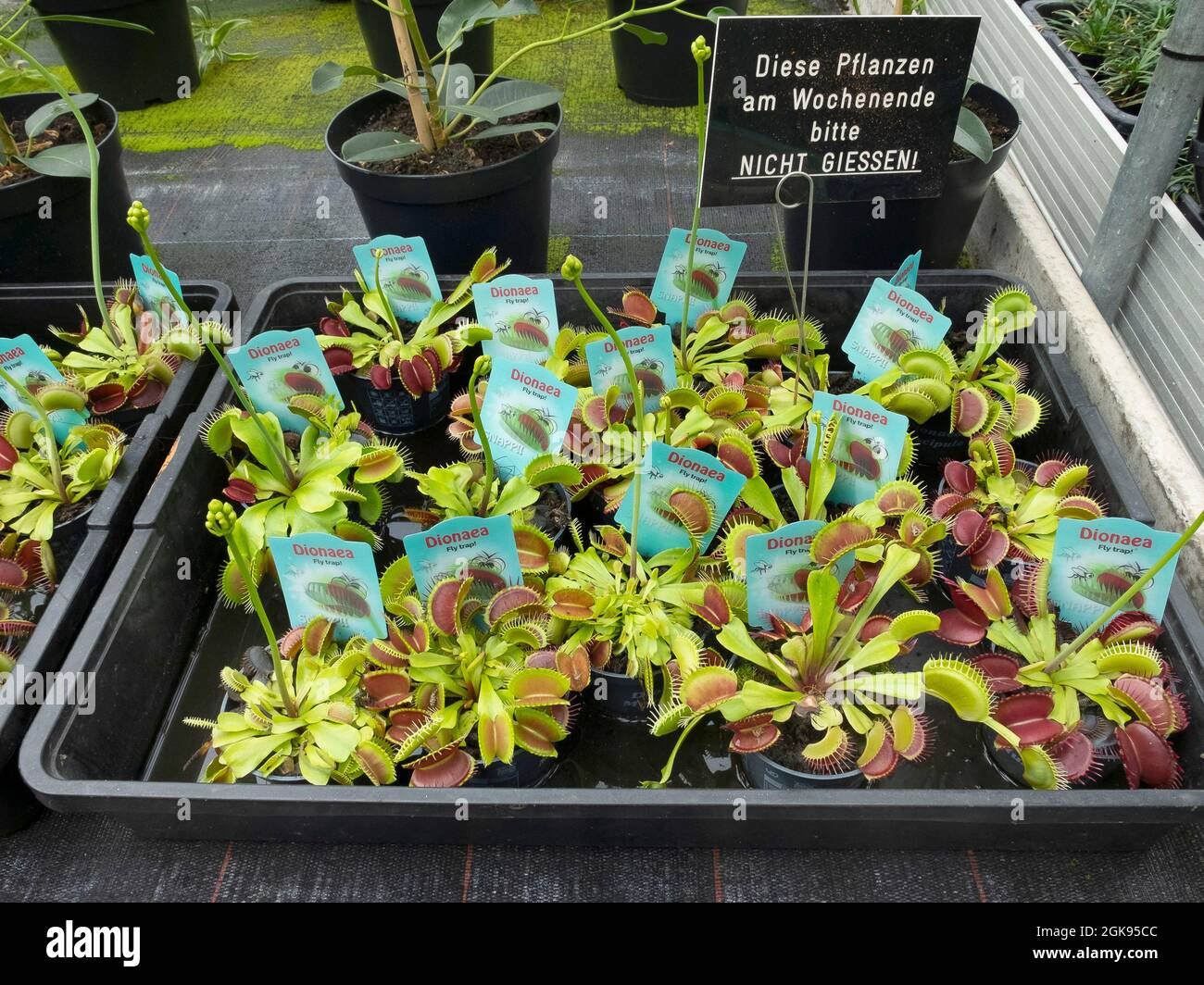 German flytrap hi-res stock photography and images - Alamy