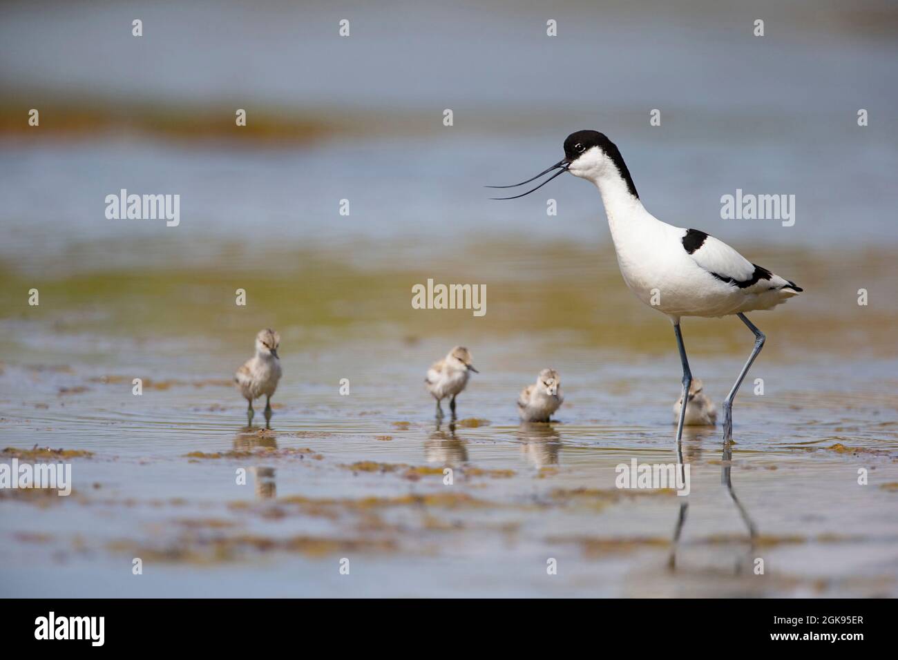 pied avocet (Recurvirostra avosetta), Adult with four chicks in shallow ...