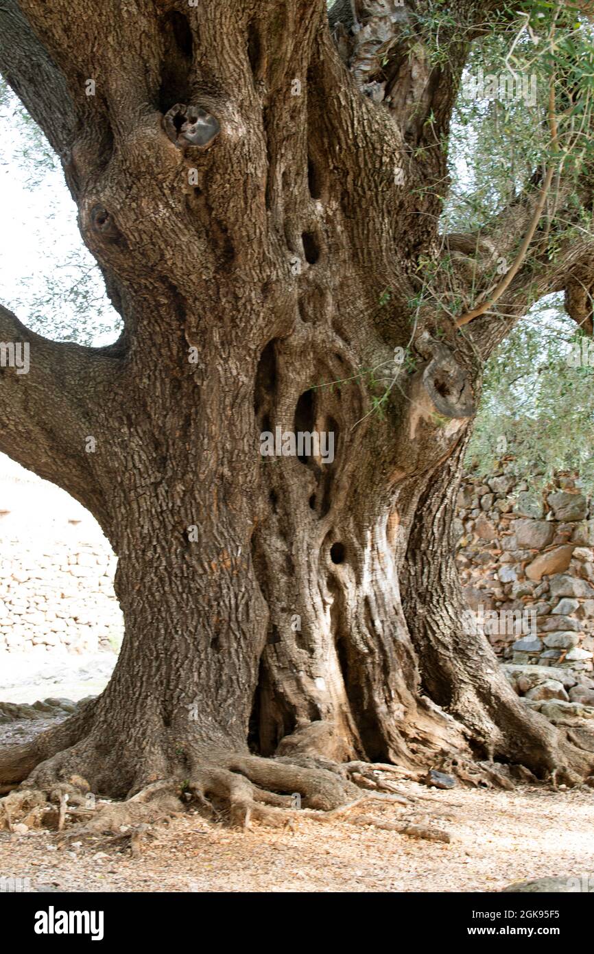 olive tree (Olea europaea ssp. sativa), trunk of an old gnarled olive ...