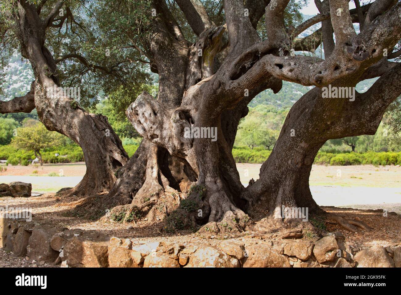 Olive tree olea europaea ssp sativa hi-res stock photography and images ...