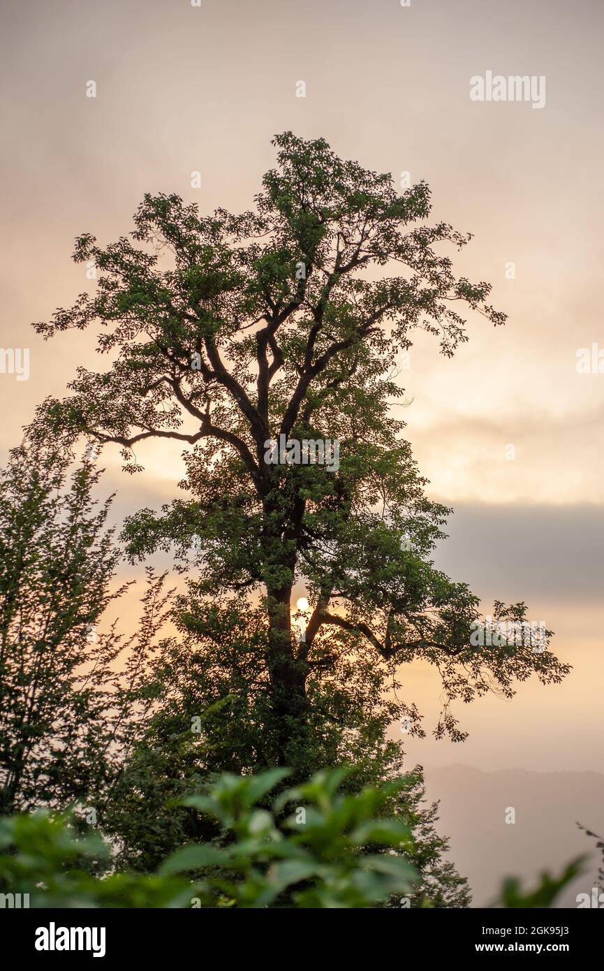 Beech tree silhouette hi-res stock photography and images - Alamy