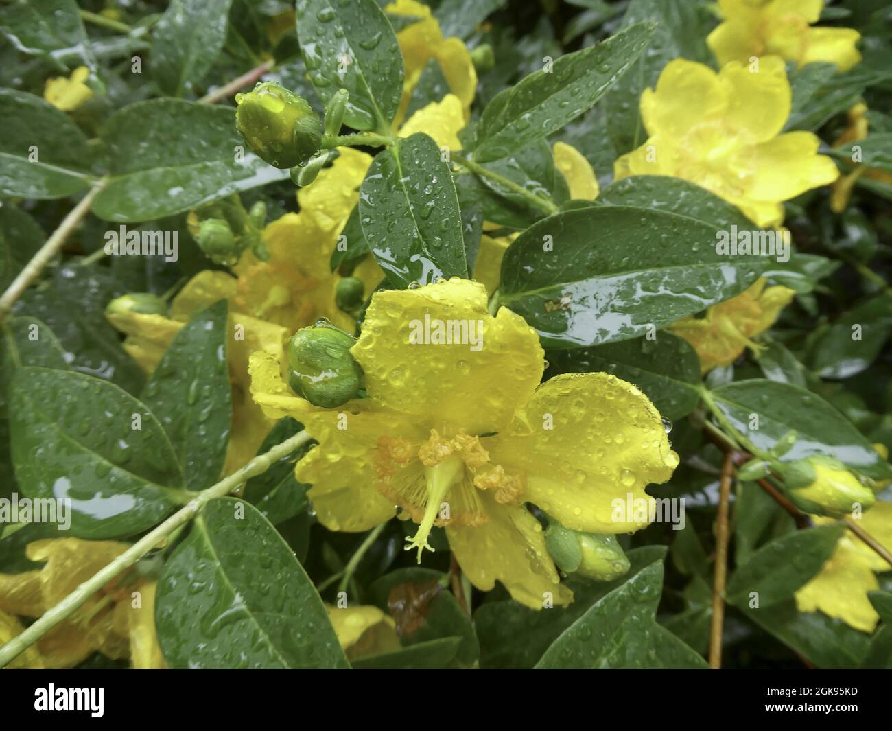 goldencup St. John's wort, yellow mosqueta (Hypericum patulum 'Hidcote ...