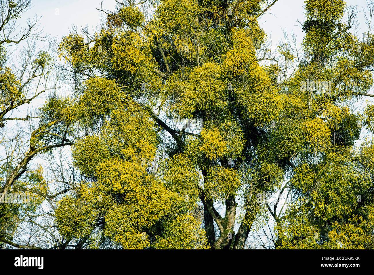 Trees mistletoes hi-res stock photography and images - Alamy