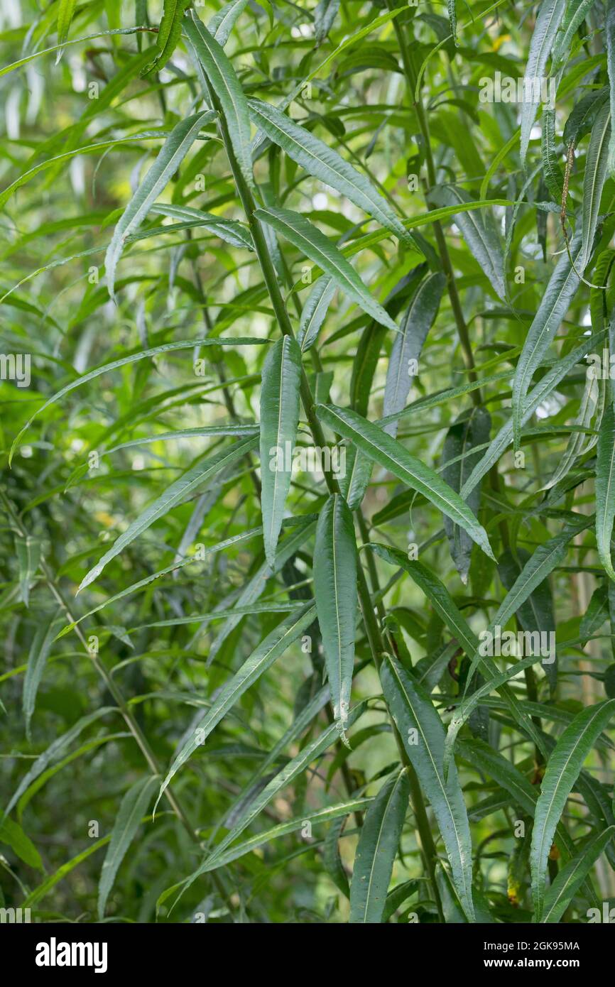 Common osier, Basket osier (Salix viminalis), twigs with leaves ...