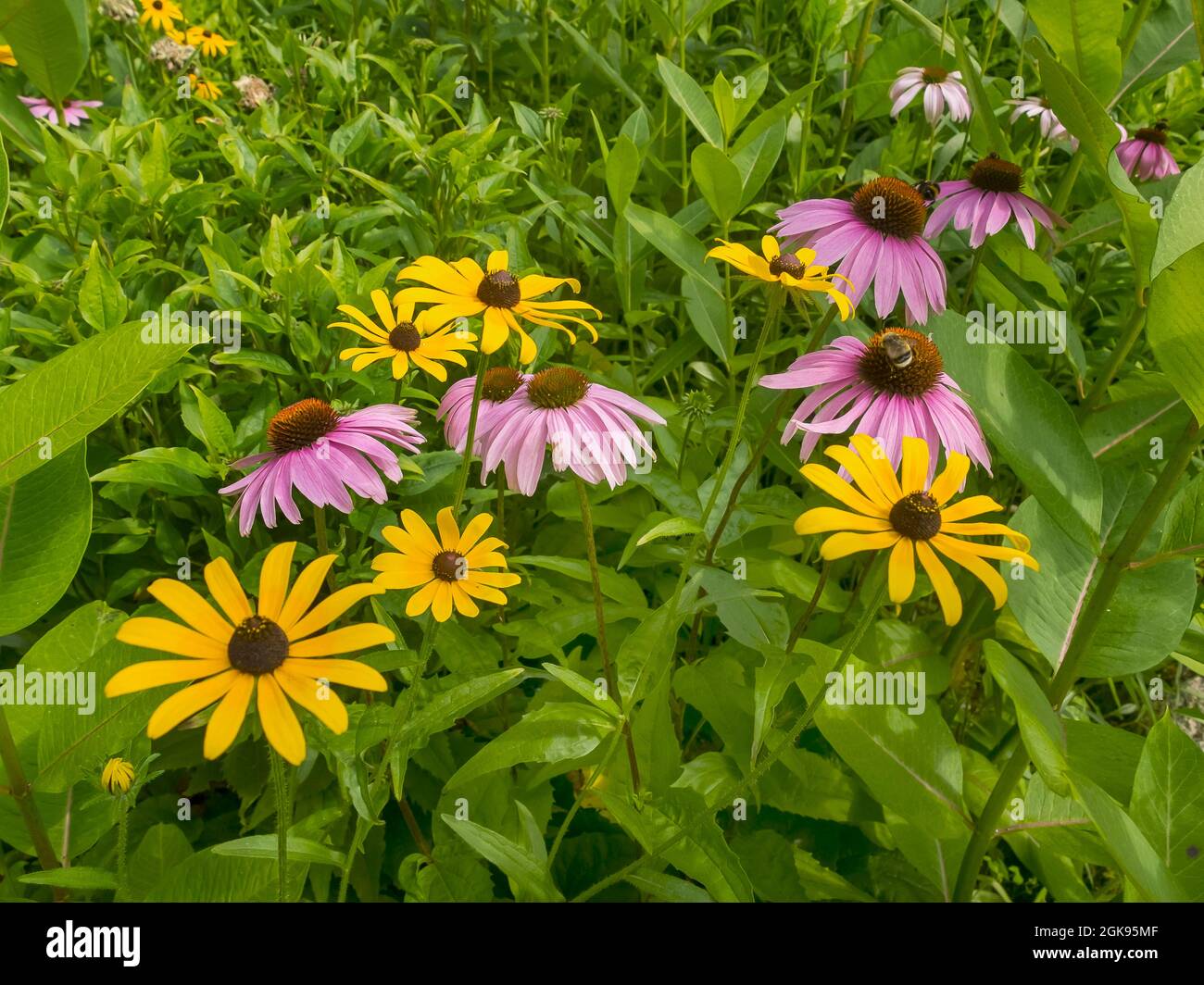 Purple Cone Flower, Eastern purple-coneflower, Purple-coneflower ...