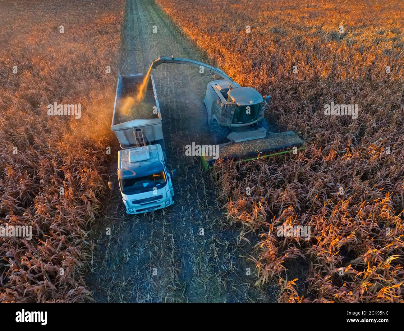 Harvester chopper, chopping corn in the Argentine countryside Stock ...