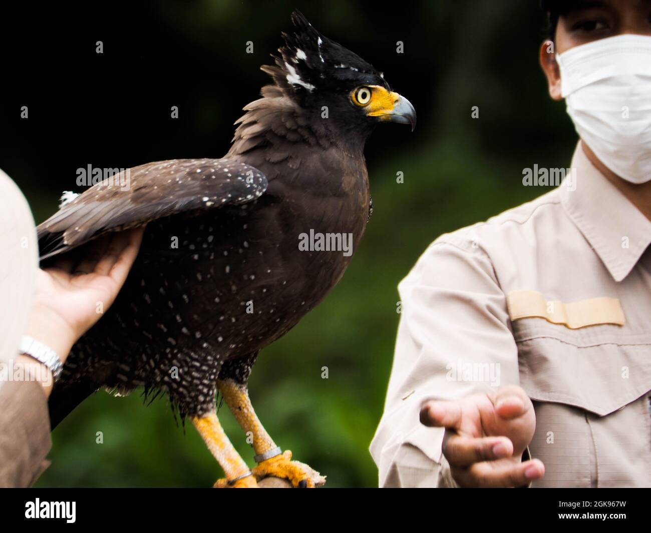 Picture of a Javanese Eagle / Elang Jawa (Nisaetus bartelsi) on a zoo. This bird is one of ...