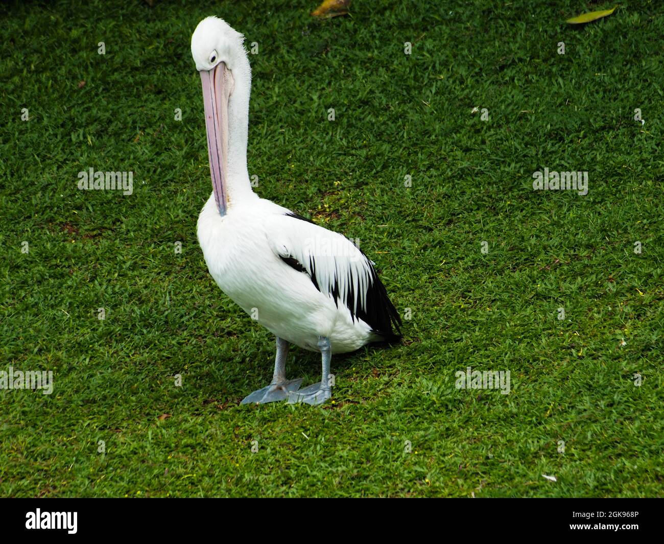 Picture of Pelicans, a genus of large water birds that make up the ...