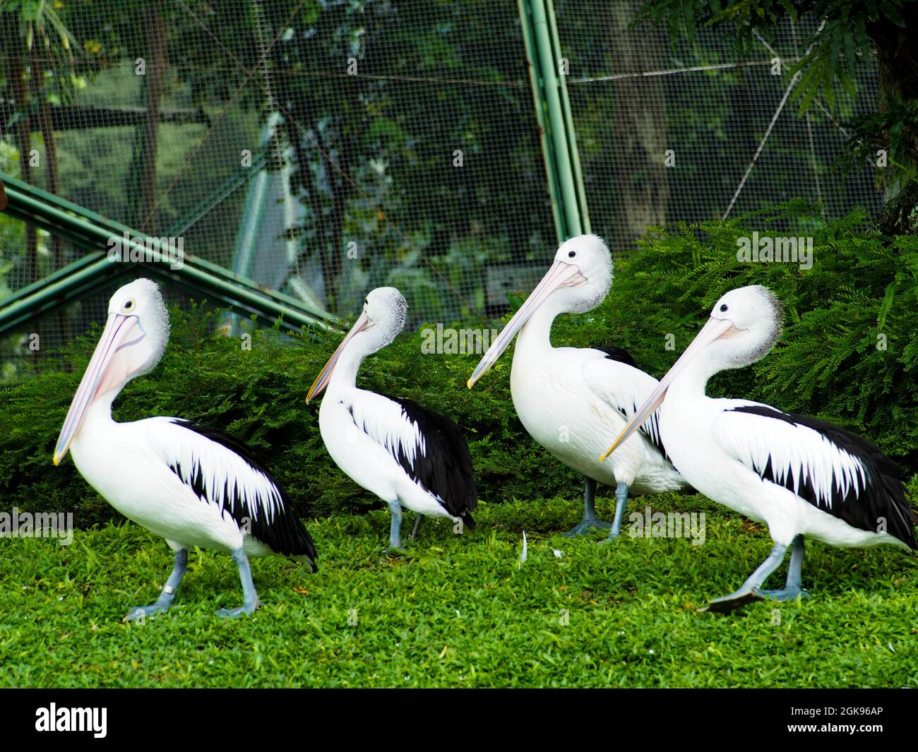Picture of Pelicans, a genus of large water birds that make up the ...