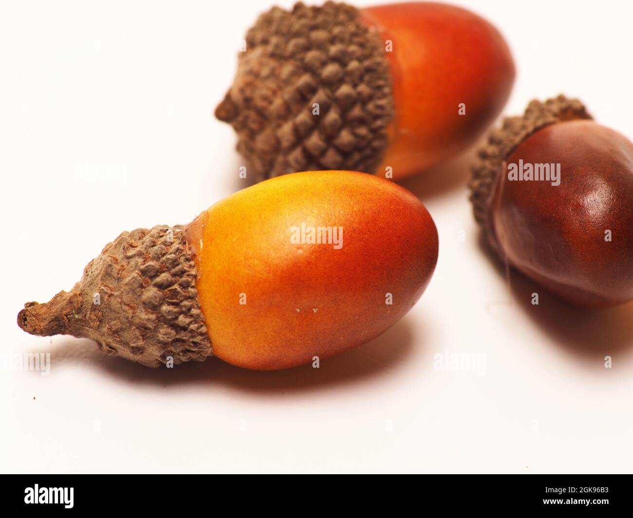 Acorn shoot hi-res stock photography and images - Alamy