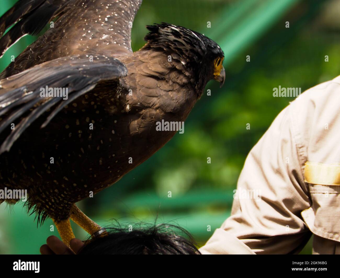 Picture of a Javanese Eagle / Elang Jawa (Nisaetus bartelsi) on a zoo ...