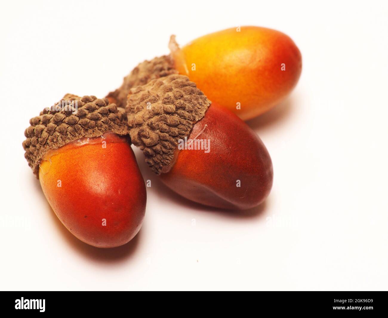 Acorn shoot hi-res stock photography and images - Alamy