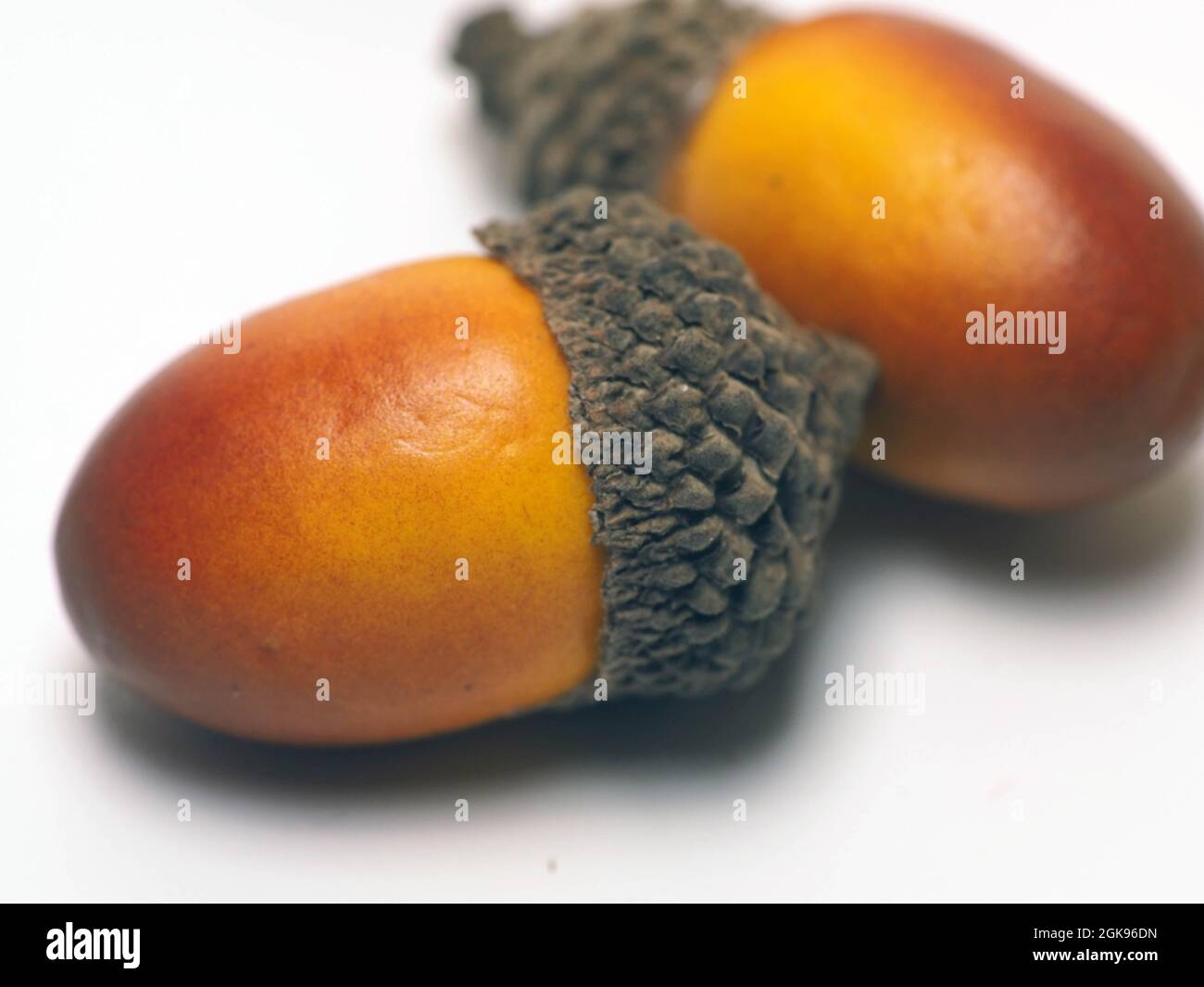 Artificial acorn hi-res stock photography and images - Alamy