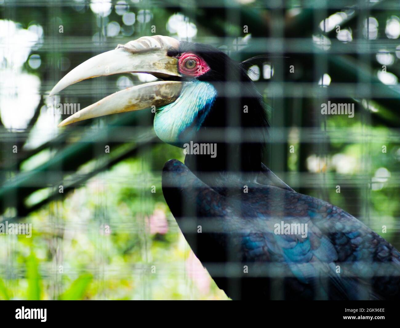 Picture of Hornbill bird / Buceros on a zoo. This bird has a big beak ...