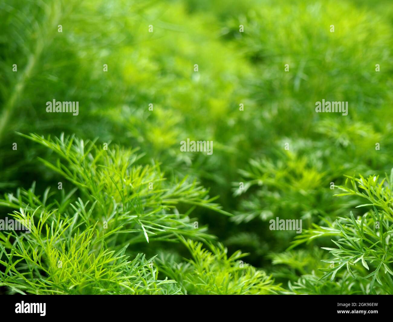 Picture of plants hi-res stock photography and images - Alamy