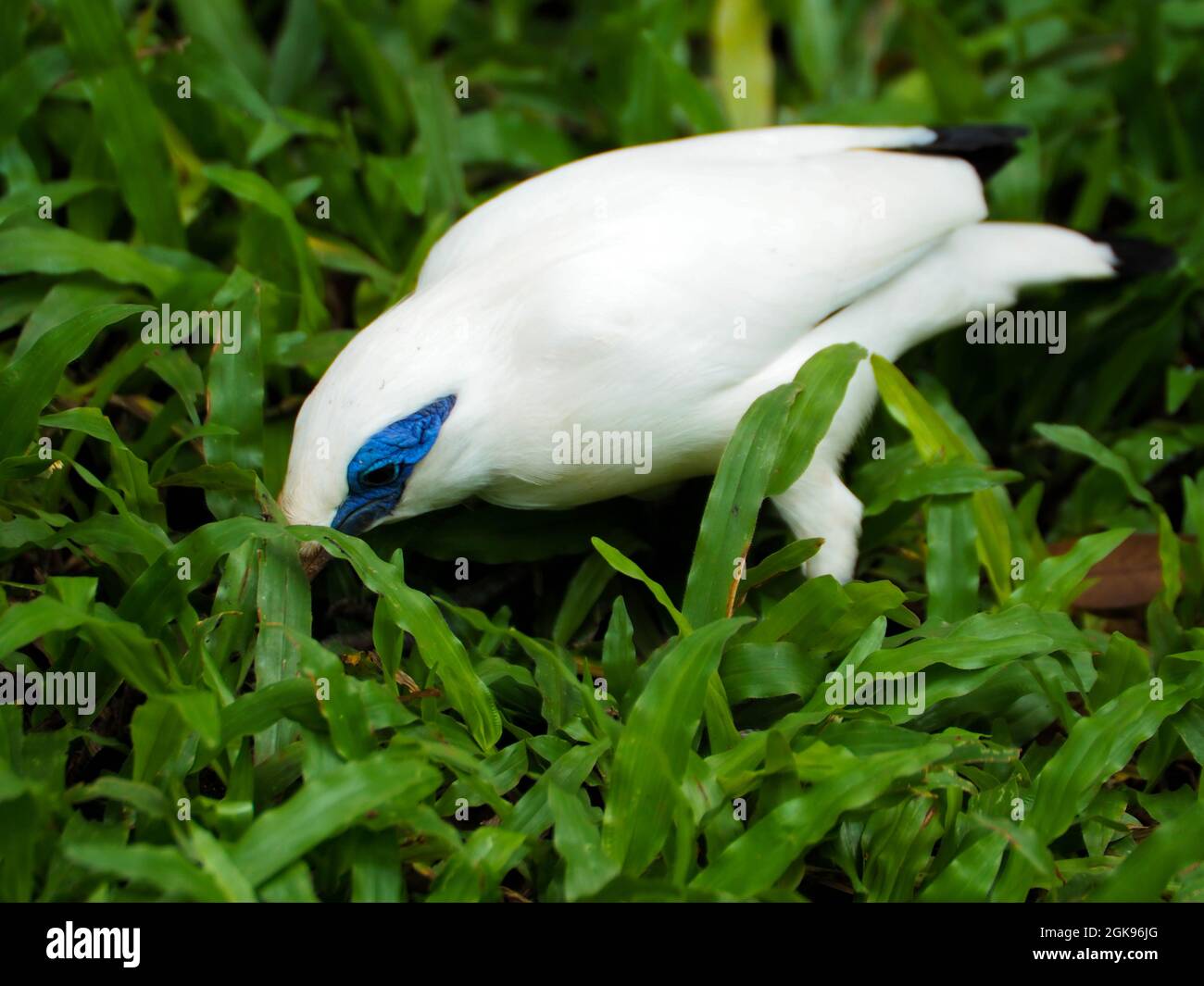 Picture of white bird that called Jalak Bali (Bali myna (Leucopsar ...