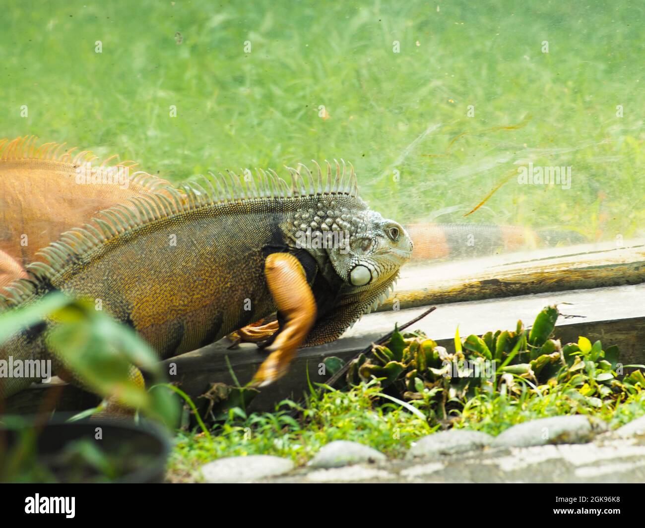 Picture of Iguana a kind of reptile on a zoo. Iguana is a genus of ...