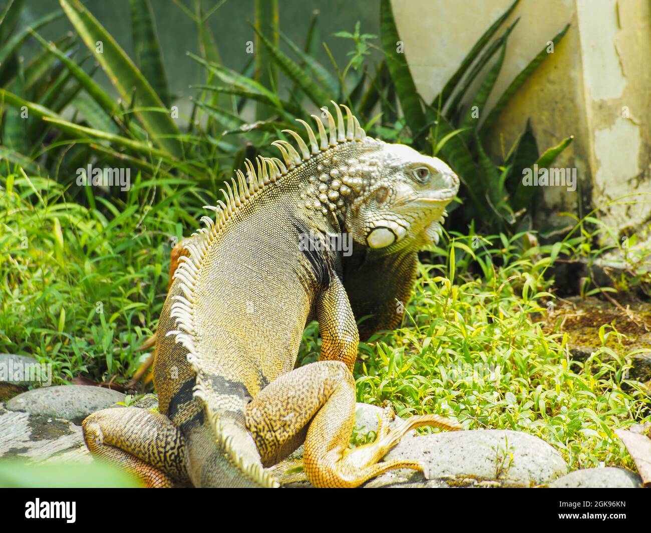 Picture of Iguana a kind of reptile on a zoo. Iguana is a genus of ...