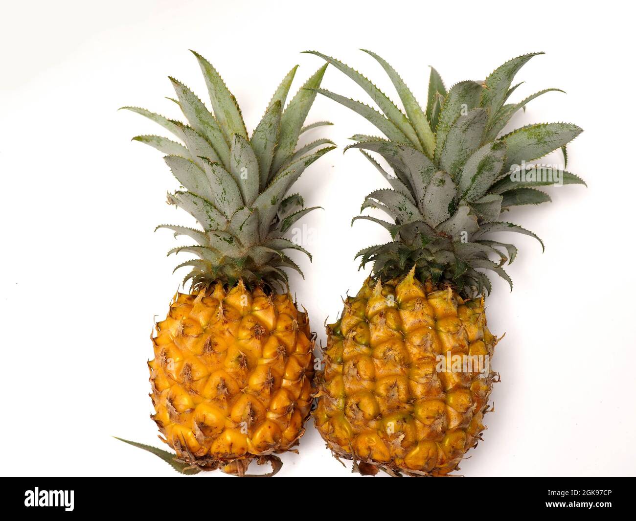 Picure of Pineapple (Ananas comosus), a fruit that usually grow at ...
