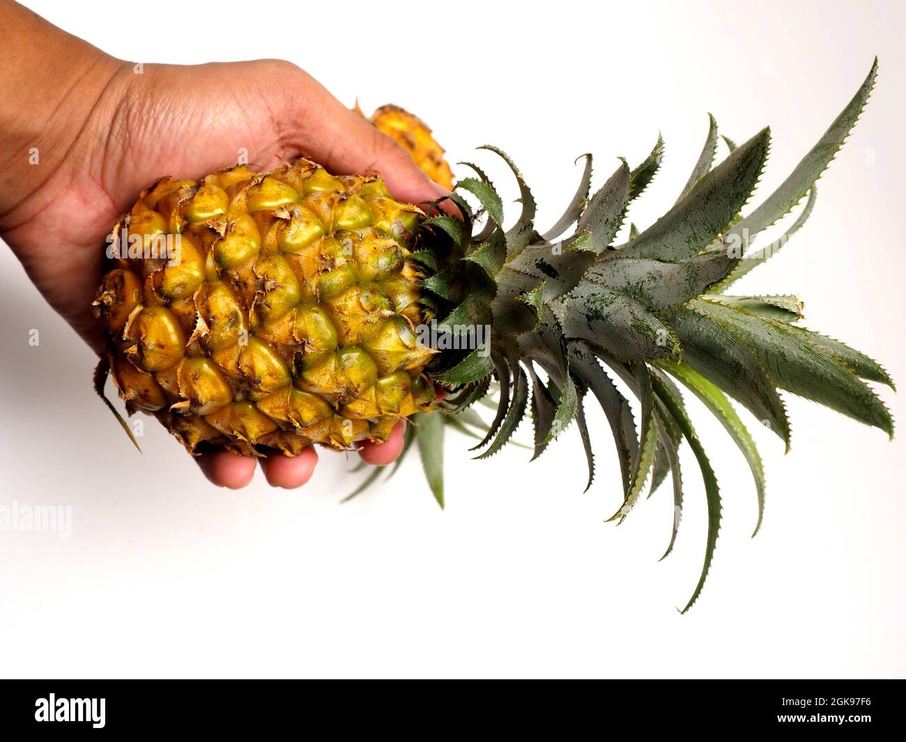 Picure of Pineapple (Ananas comosus), a fruit that usually grow at ...