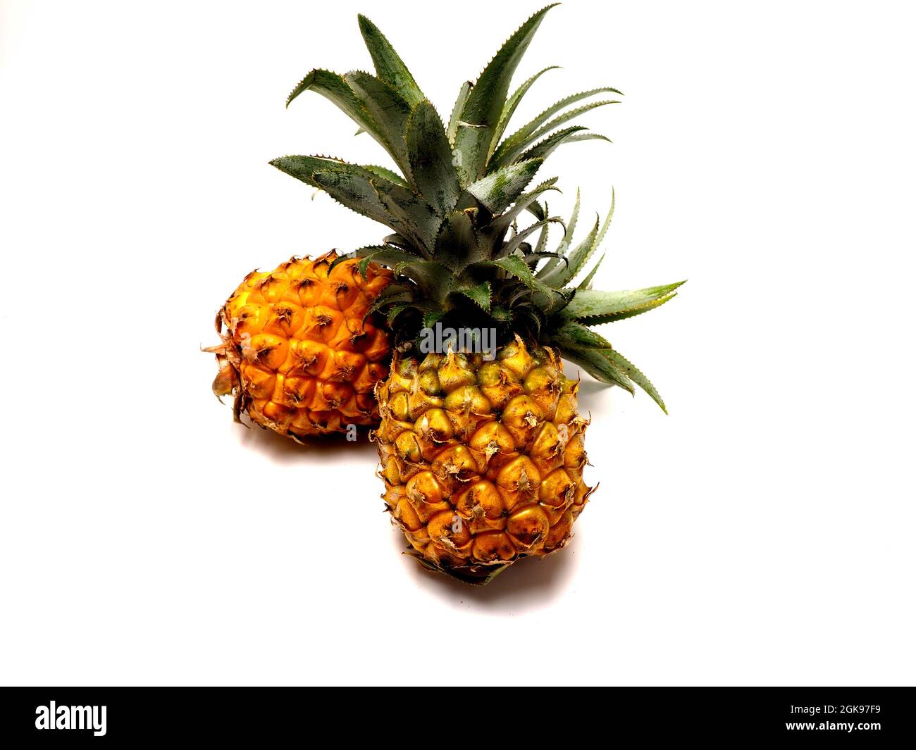 Picure of Pineapple (Ananas comosus), a fruit that usually grow at ...