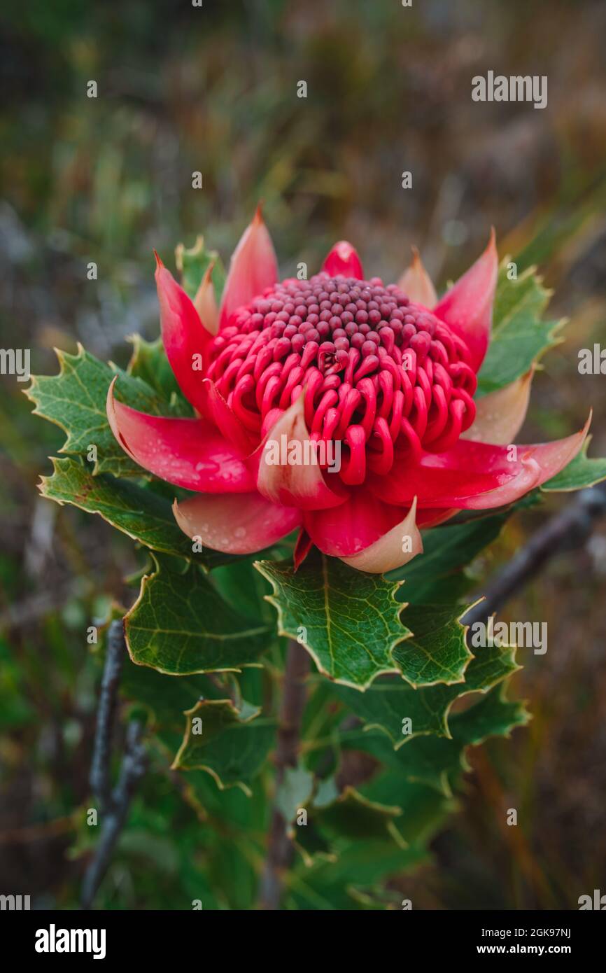 Australian native red and magenta Waratah flower. Flower head Stock ...