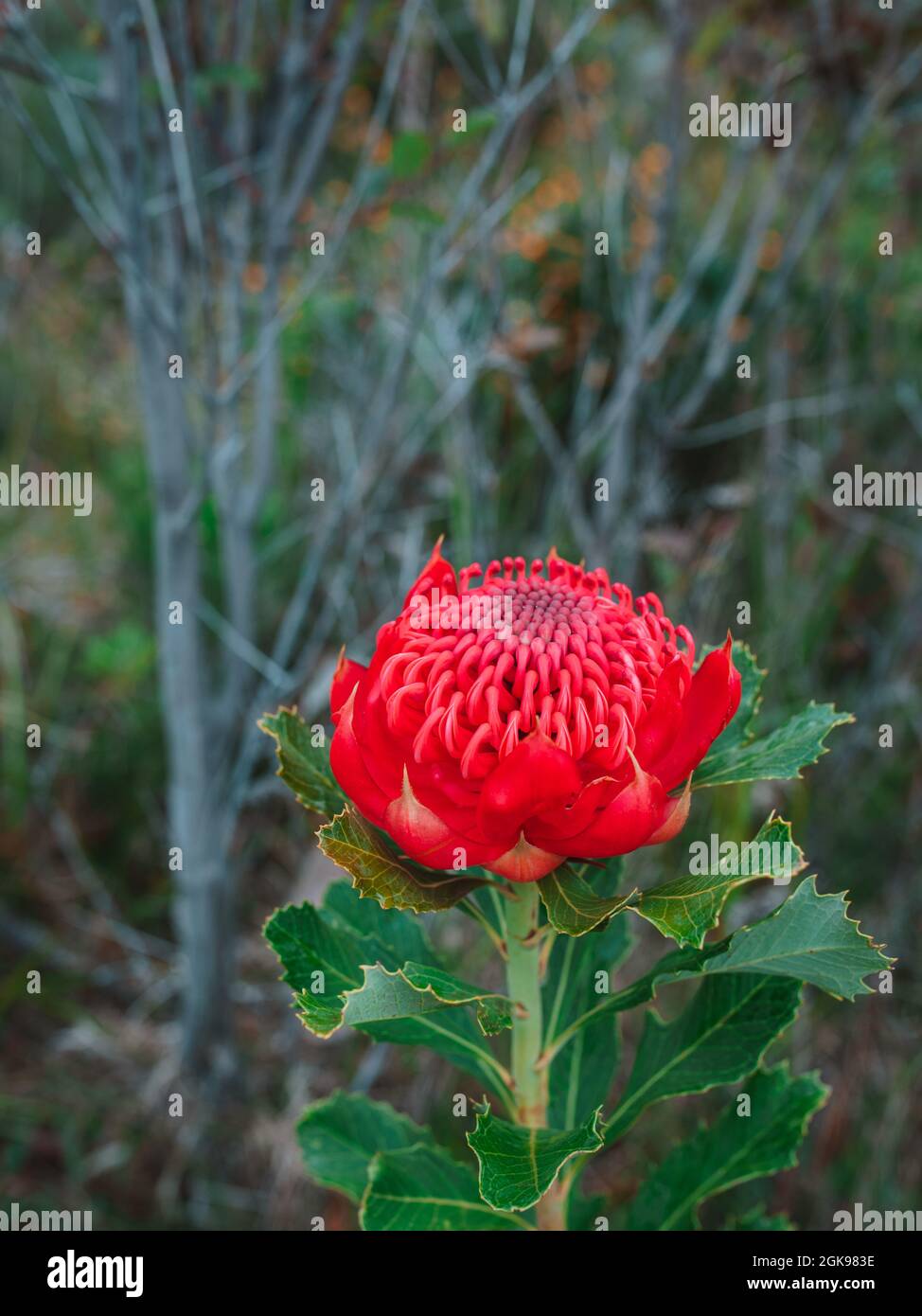 Waratah flower hi-res stock photography and images - Alamy