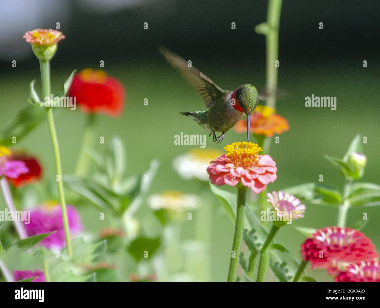 Humming bird pollination hi-res stock photography and images - Alamy