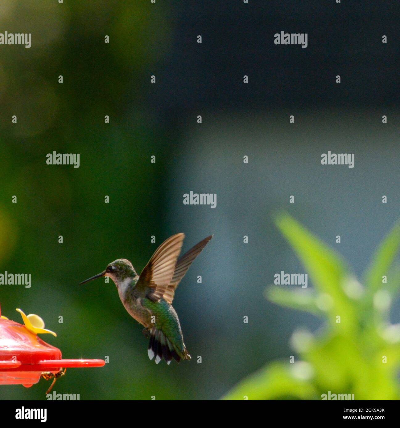 Green feathered hummingbird hi-res stock photography and images - Alamy