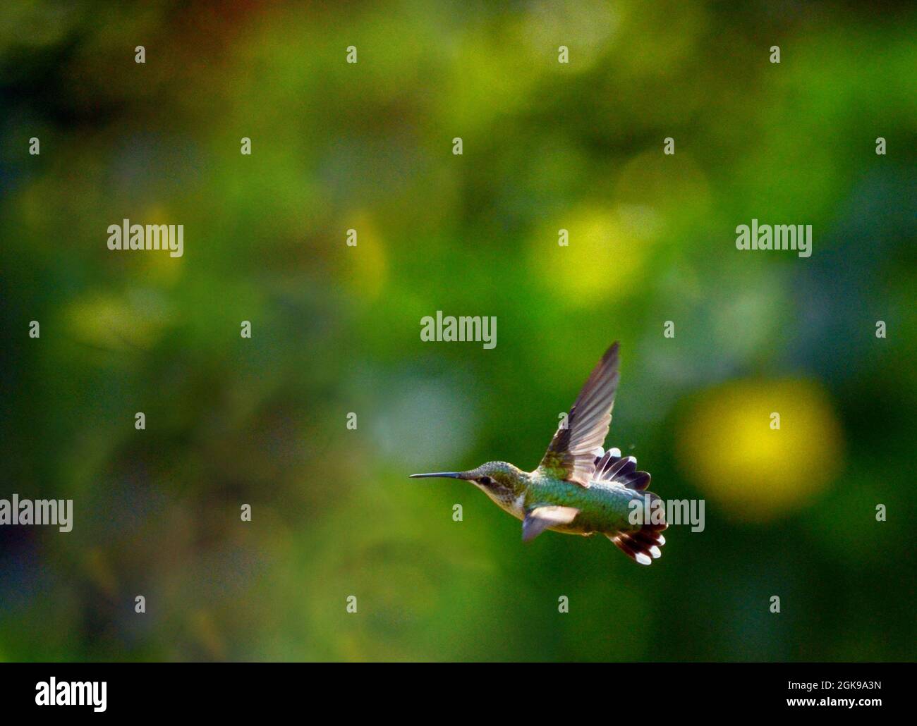 Humming bird pollination hi-res stock photography and images - Alamy
