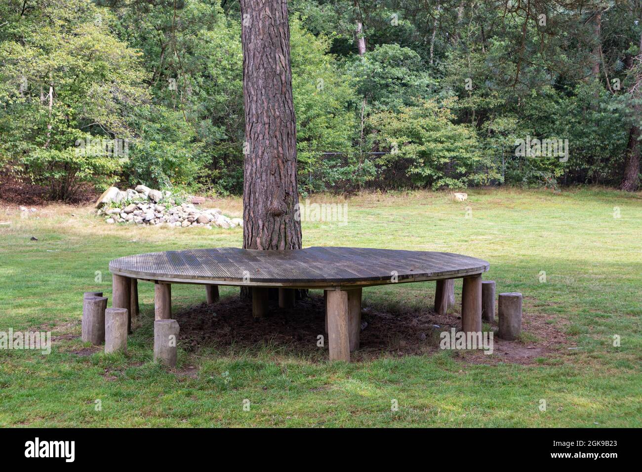 Closeup shot of a park landscape with wooden platform around a tree in ...