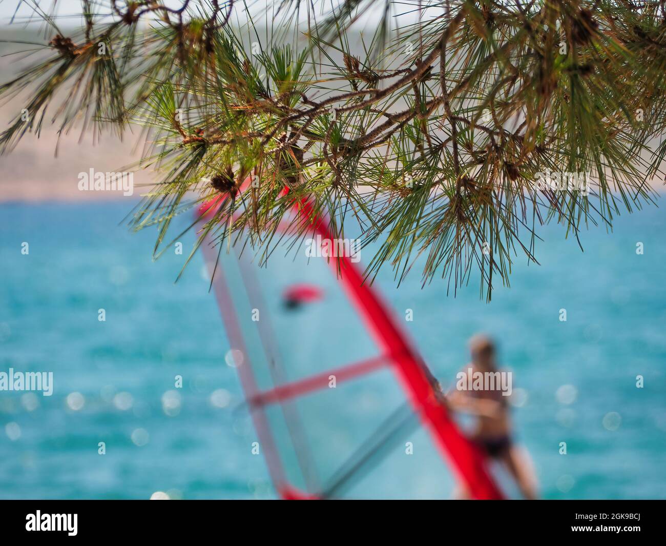 Seaside pine tree branches with man surfing on the background Stock ...