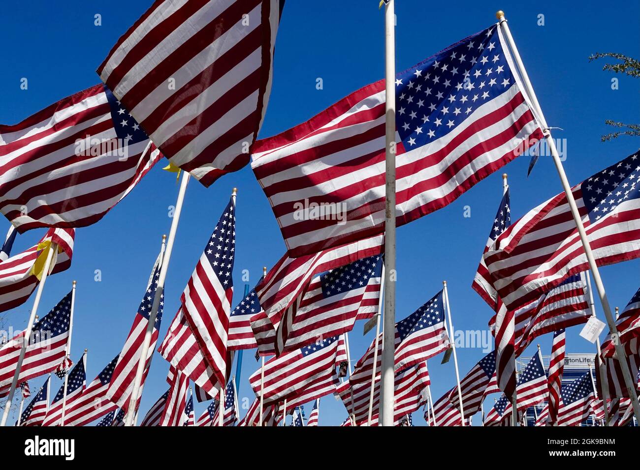 A collection of American flags placed together in a field Stock Photo ...