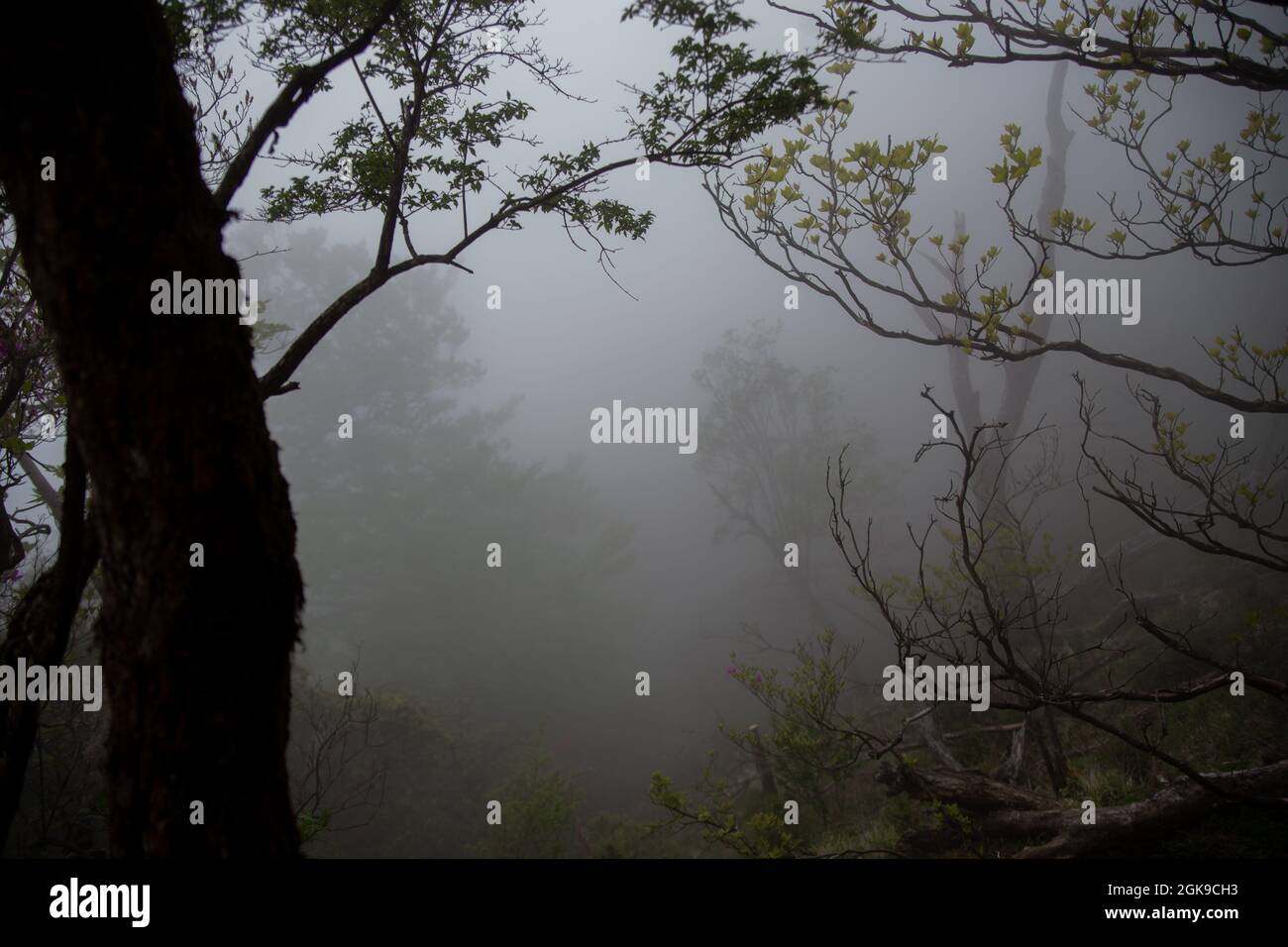 Misty mountain forest with a stone shrine gate on top in Kanagawa in ...