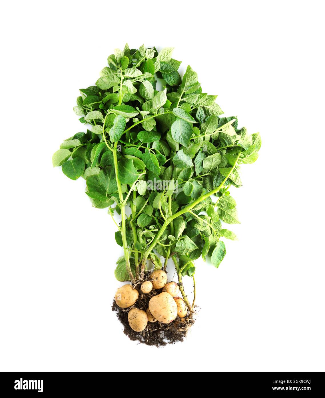 Potato plant with tubers on white background Stock Photo - Alamy