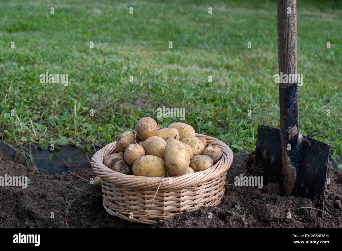 Digging potatoes. Harvesting potatoes in the garden Stock Photo - Alamy