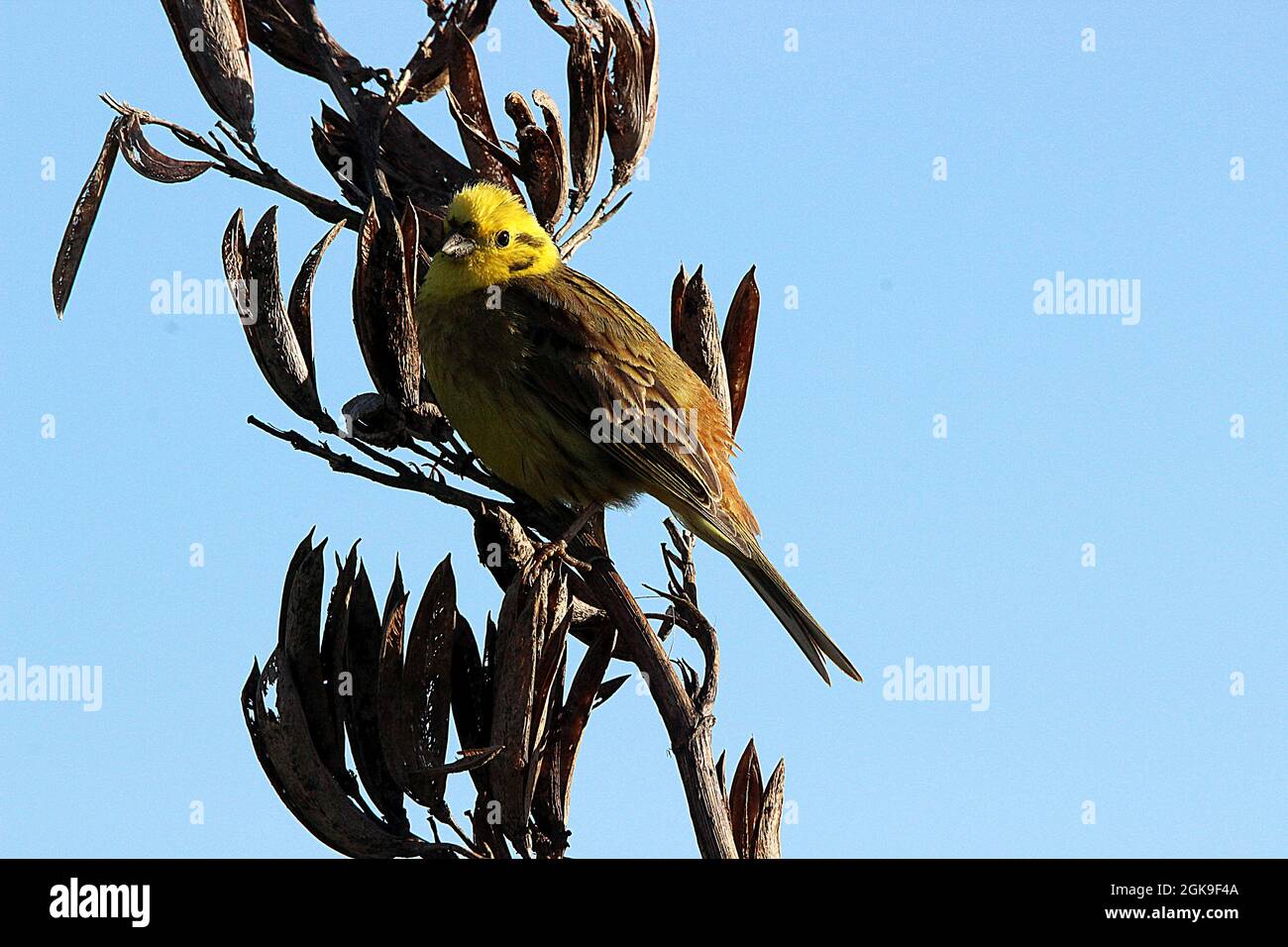 Yellow hammer bird hi-res stock photography and images - Alamy