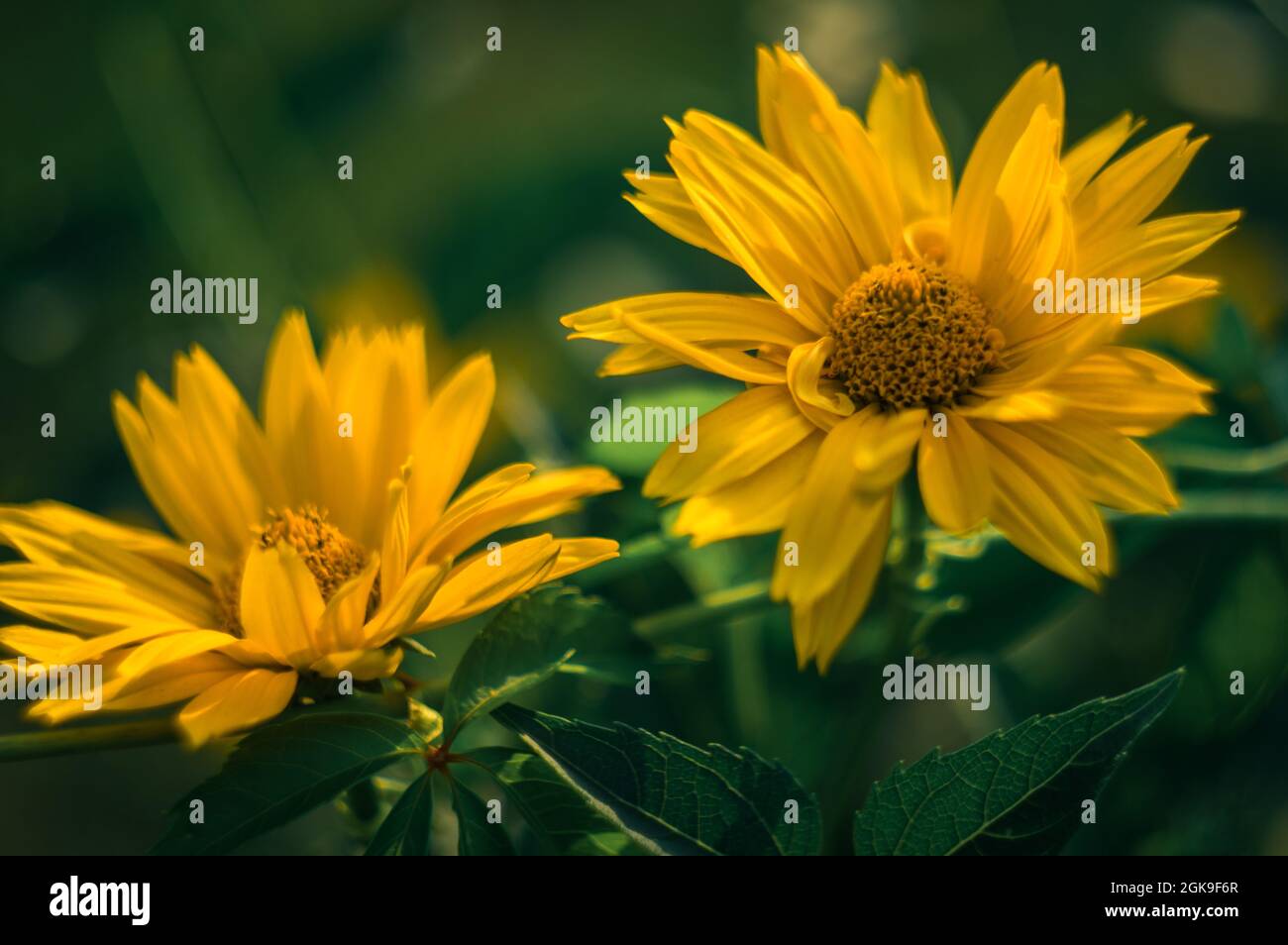False sunflowers hi-res stock photography and images - Alamy