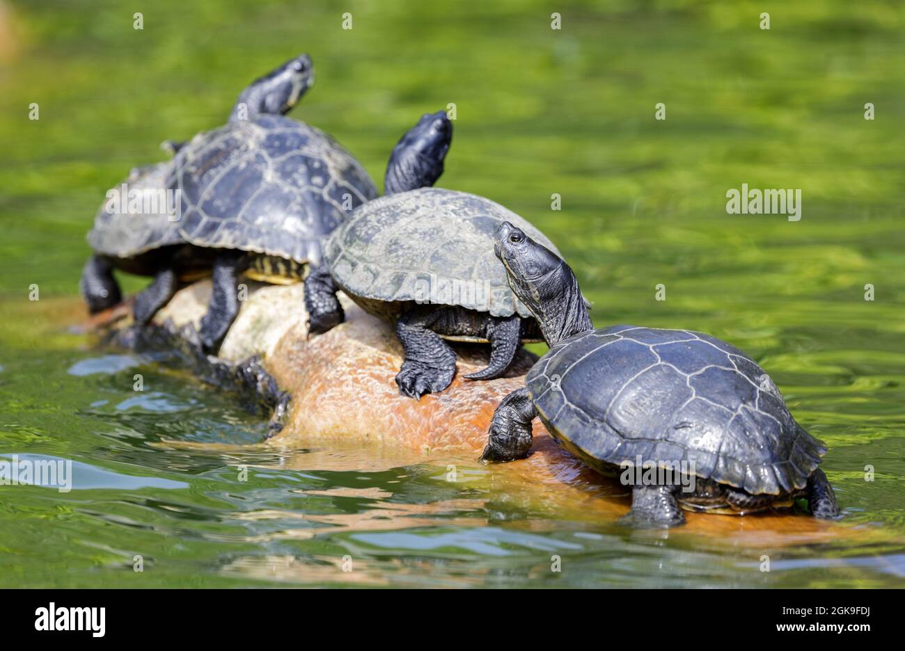 A line of Red-eared slider turtles sunbathing. Stow Lake, San Francisco ...