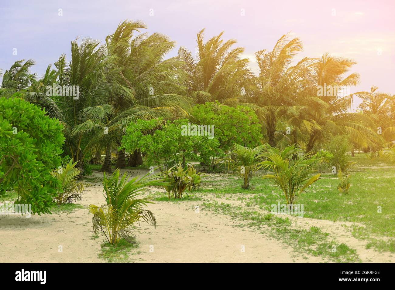 Green tropical plants at resort Stock Photo - Alamy