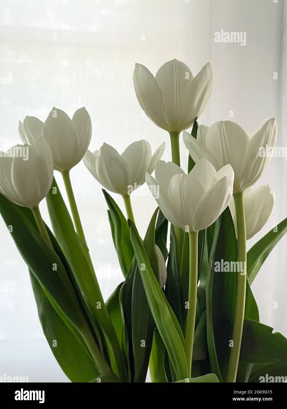 Photos Inside Of Stem Flowers