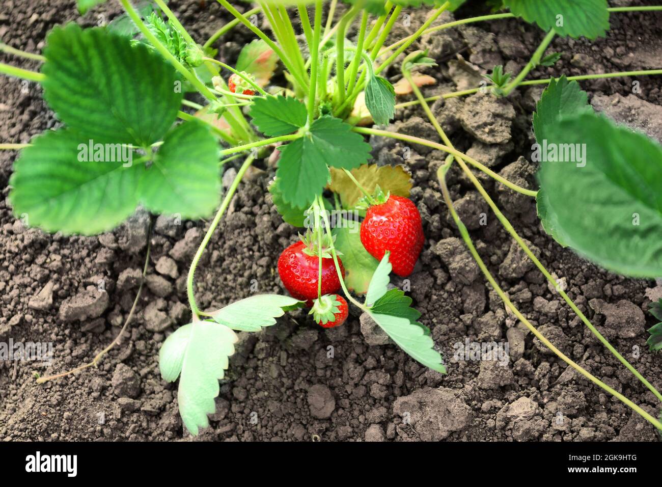 Bush of strawberry plant in garden Stock Photo - Alamy