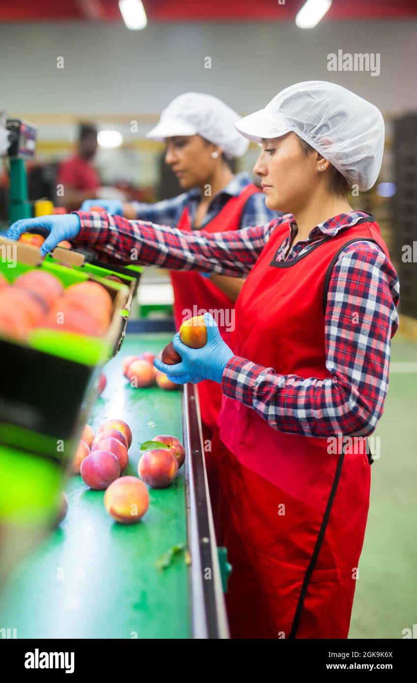 Portrait of woman sorts peaches on a fruit packing line Stock Photo - Alamy