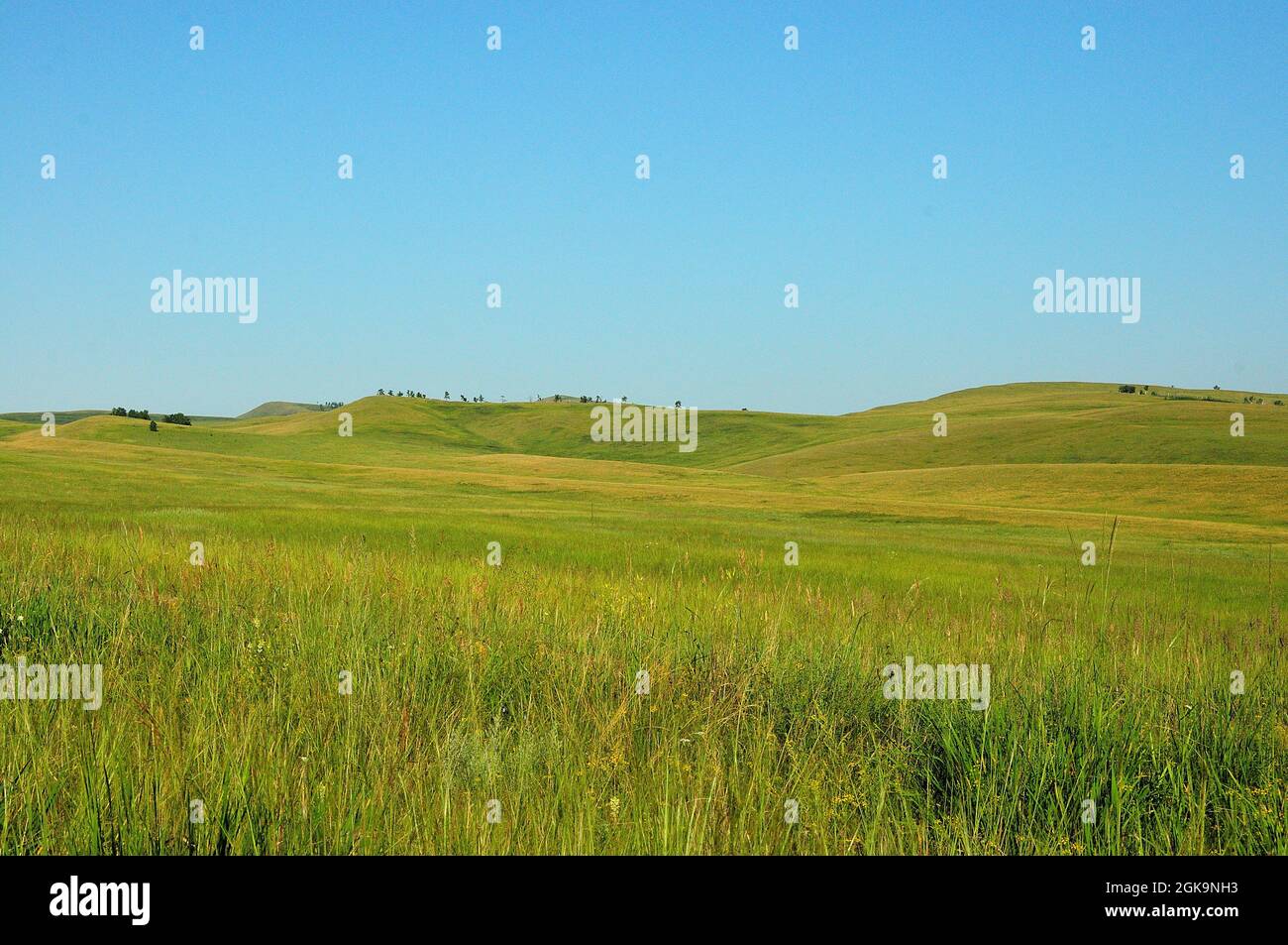 Endless hilly steppes overgrown with tall grass under a blue sky on a ...