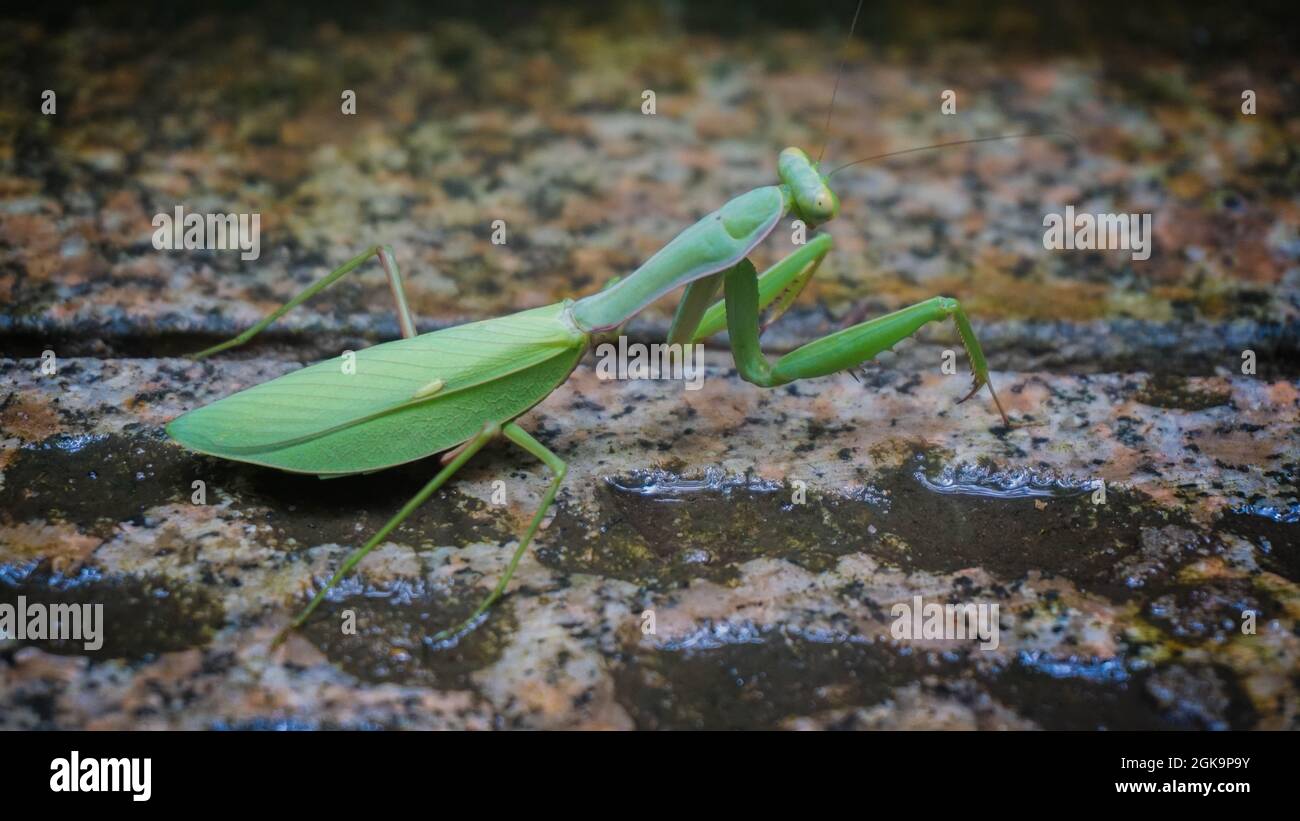 Praying mantis. Insects distributed worldwide in temperate and tropical ...