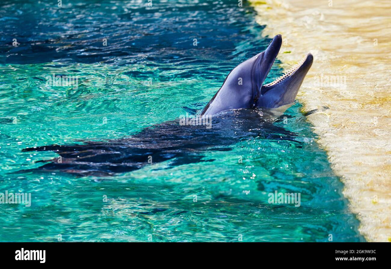 Dolphin raising his head opening his mouth at edge of water Stock Photo ...