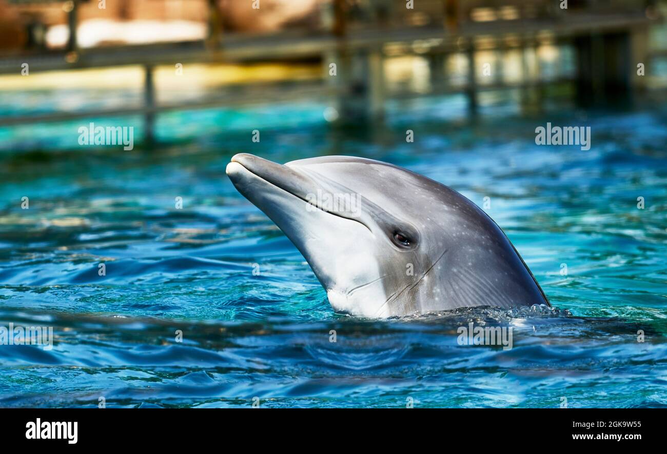 Dolphin swimming above water Stock Photo - Alamy
