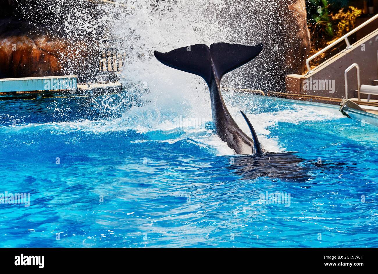 San Diego, California, USA - July 16, 2021: Orca in captivity at Sea ...