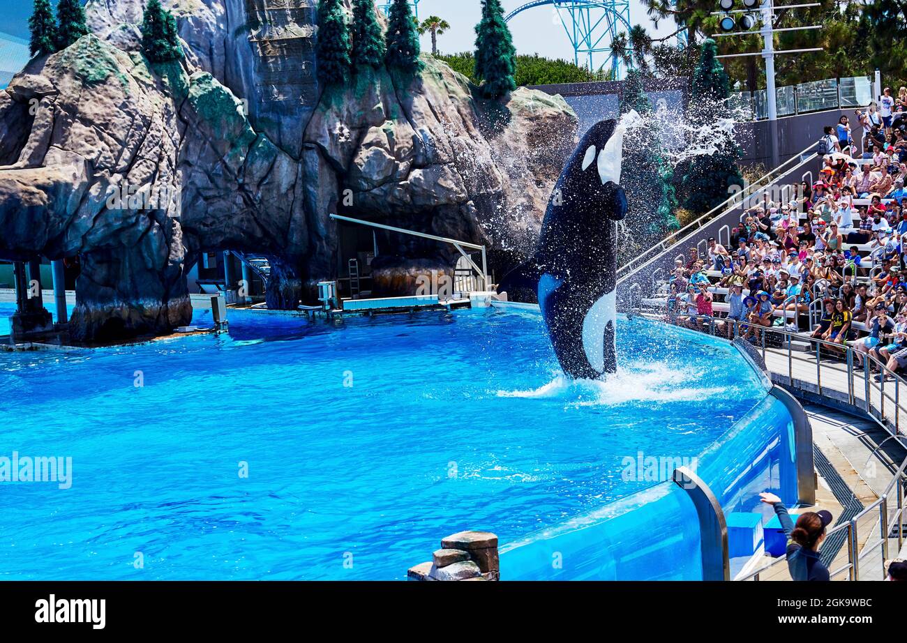 San Diego, California, USA - July 16, 2021: Orca in captivity jumping ...