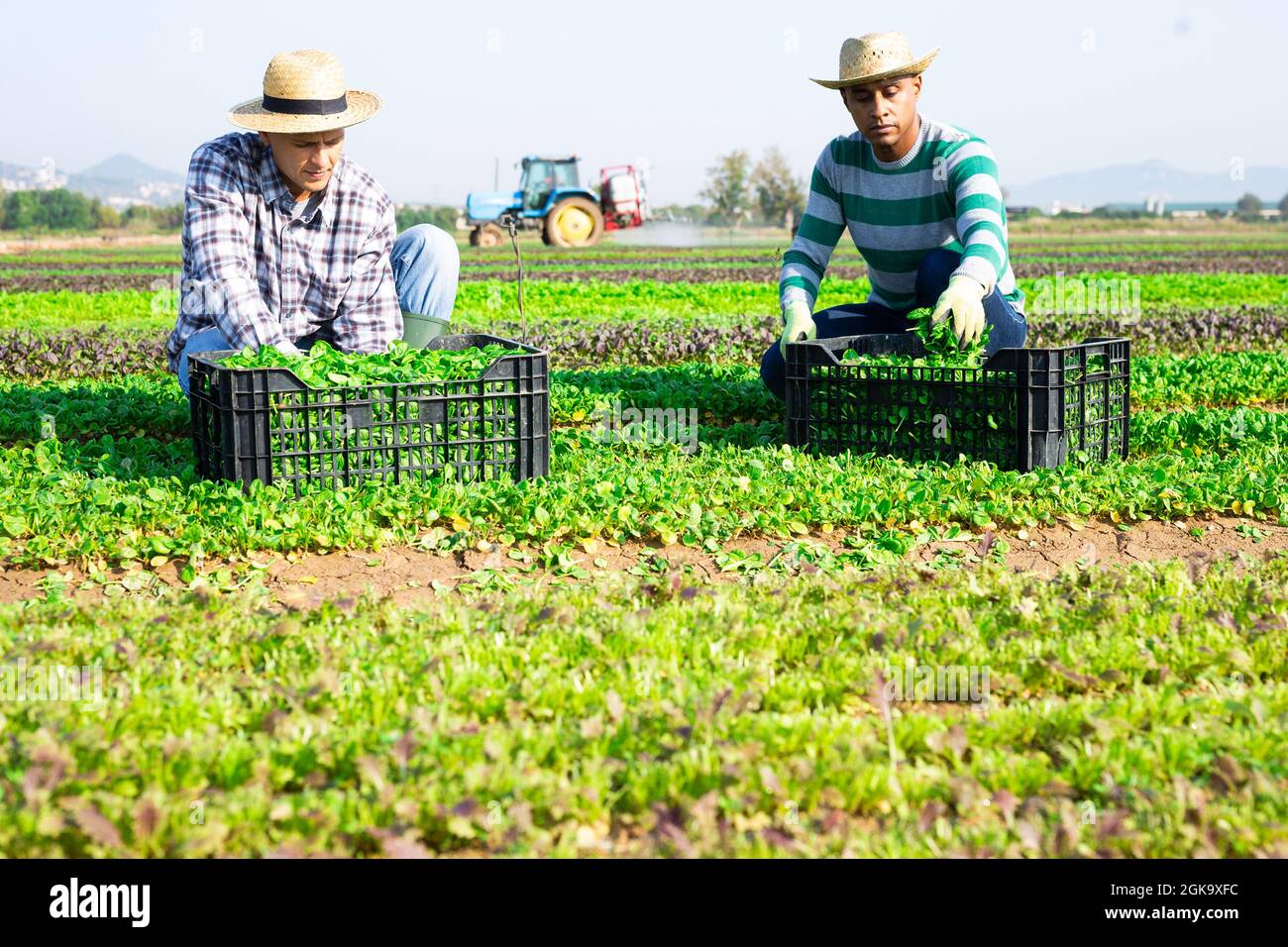 Mexican corn field hi-res stock photography and images - Alamy